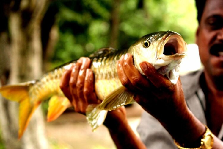 50 years of empowering the Mahseer | Blue-Finned Out Of The Red - India CSR