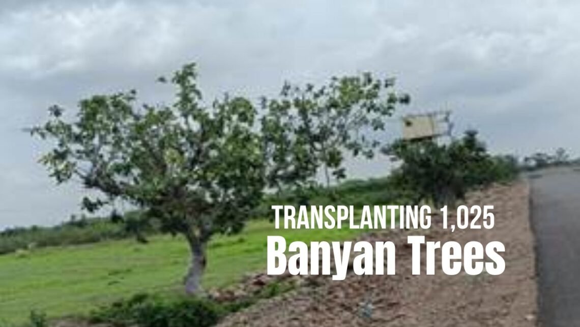 Successful Transplantation of Banyan Trees along NH 965G, Maharashtra ...