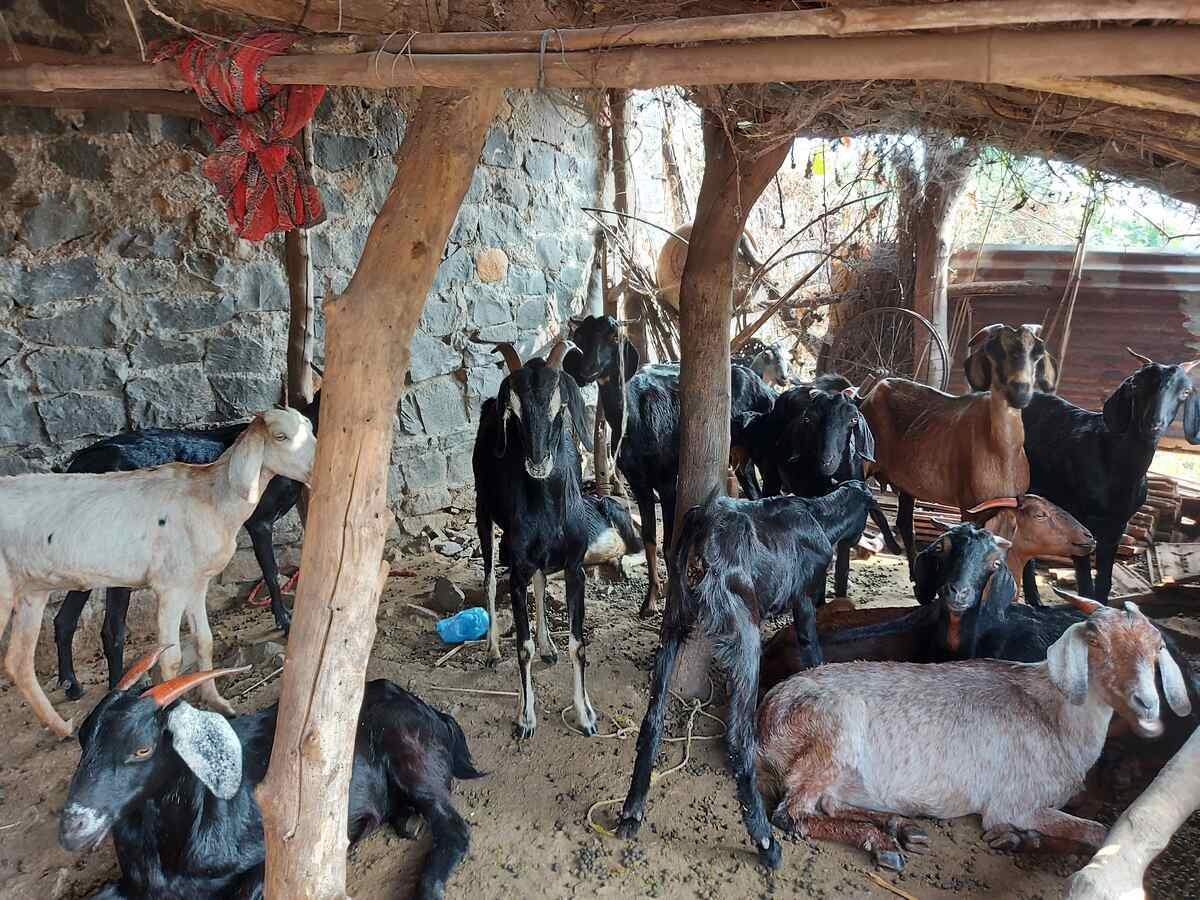 Bharat Forge Uplifts Rural Community: A Pioneering CSR Initiative in ...