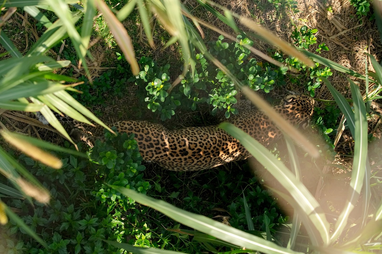 CSR: Reliance Foundation Unveils Vantara: India's First Holistic Animal ...