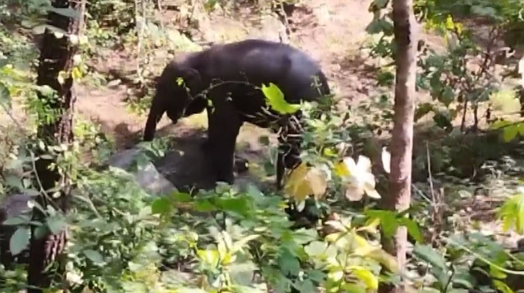 Chhattisgarh Elephant Calf Injured in Suspected Bomb Blast at Udanti ...