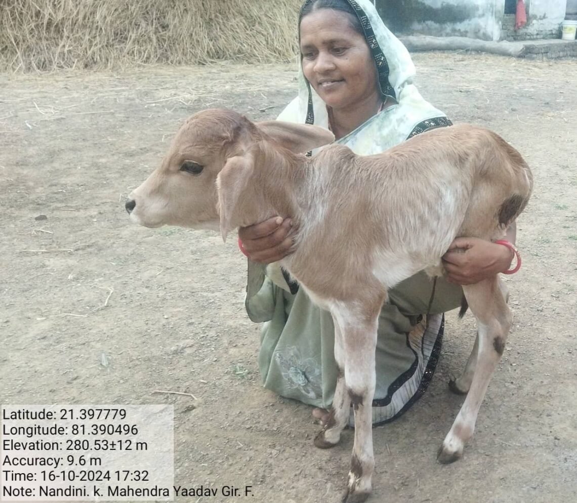 CSR: Adani Foundation Empowers Rural Women At ACC Jamul Through Livestock Development