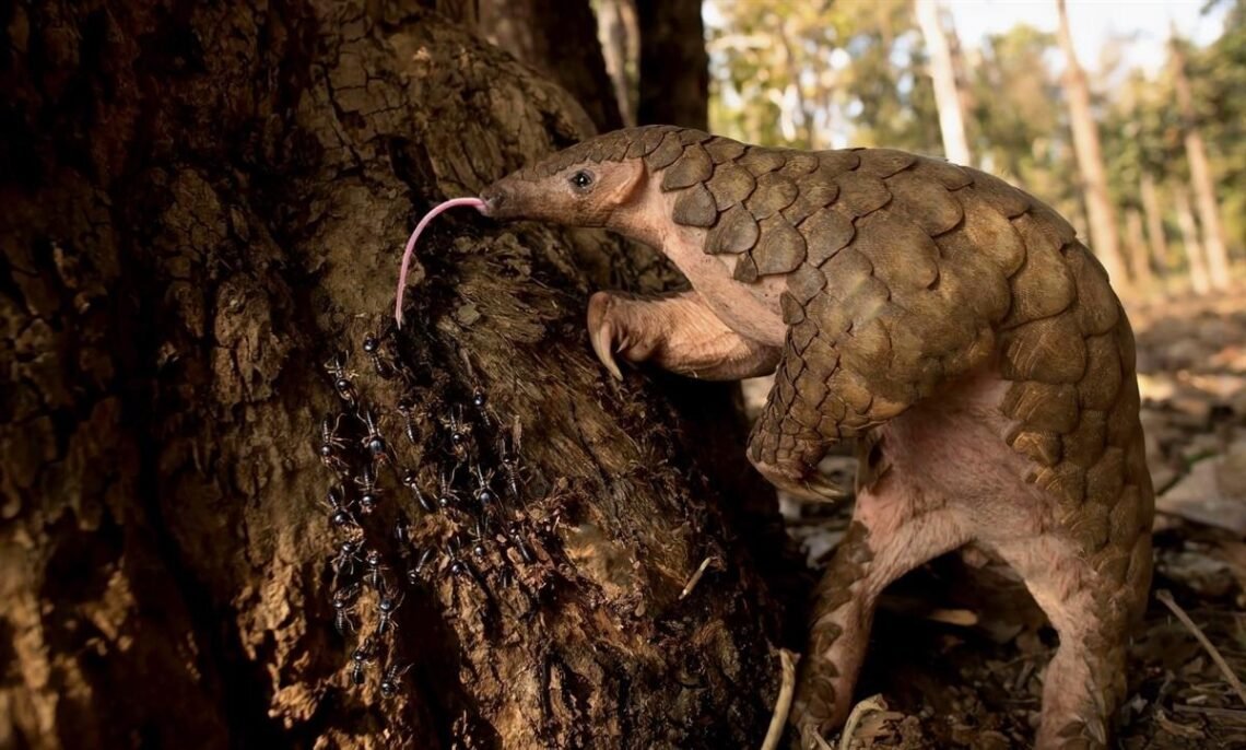 Indian Social Enterprise Helps Protect Indonesia’s Pangolins I World ...