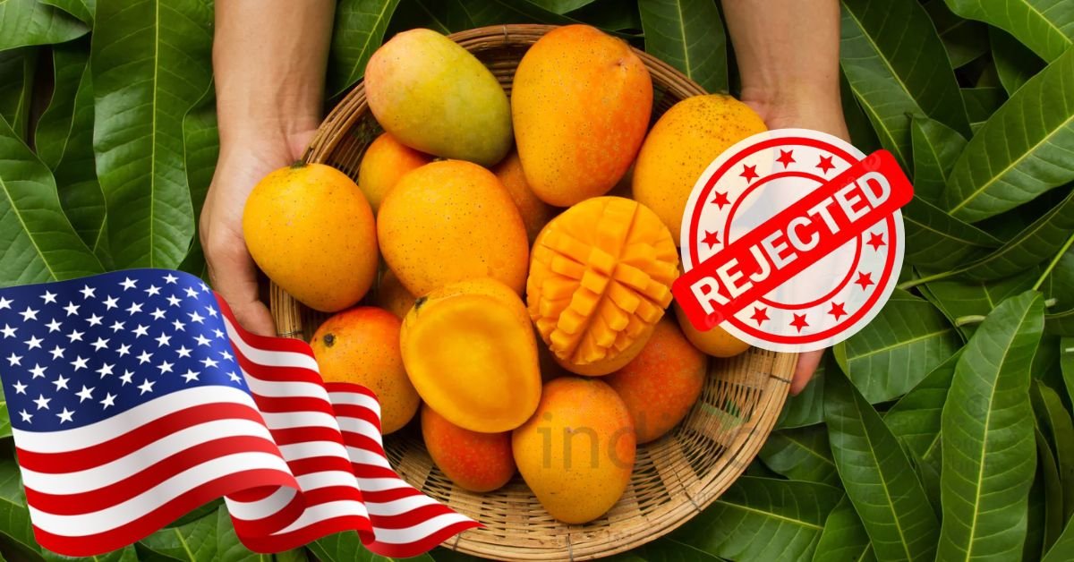 Why 15 Mango Shipments from India Were Rejected by the US, Causing Rs 4 ...