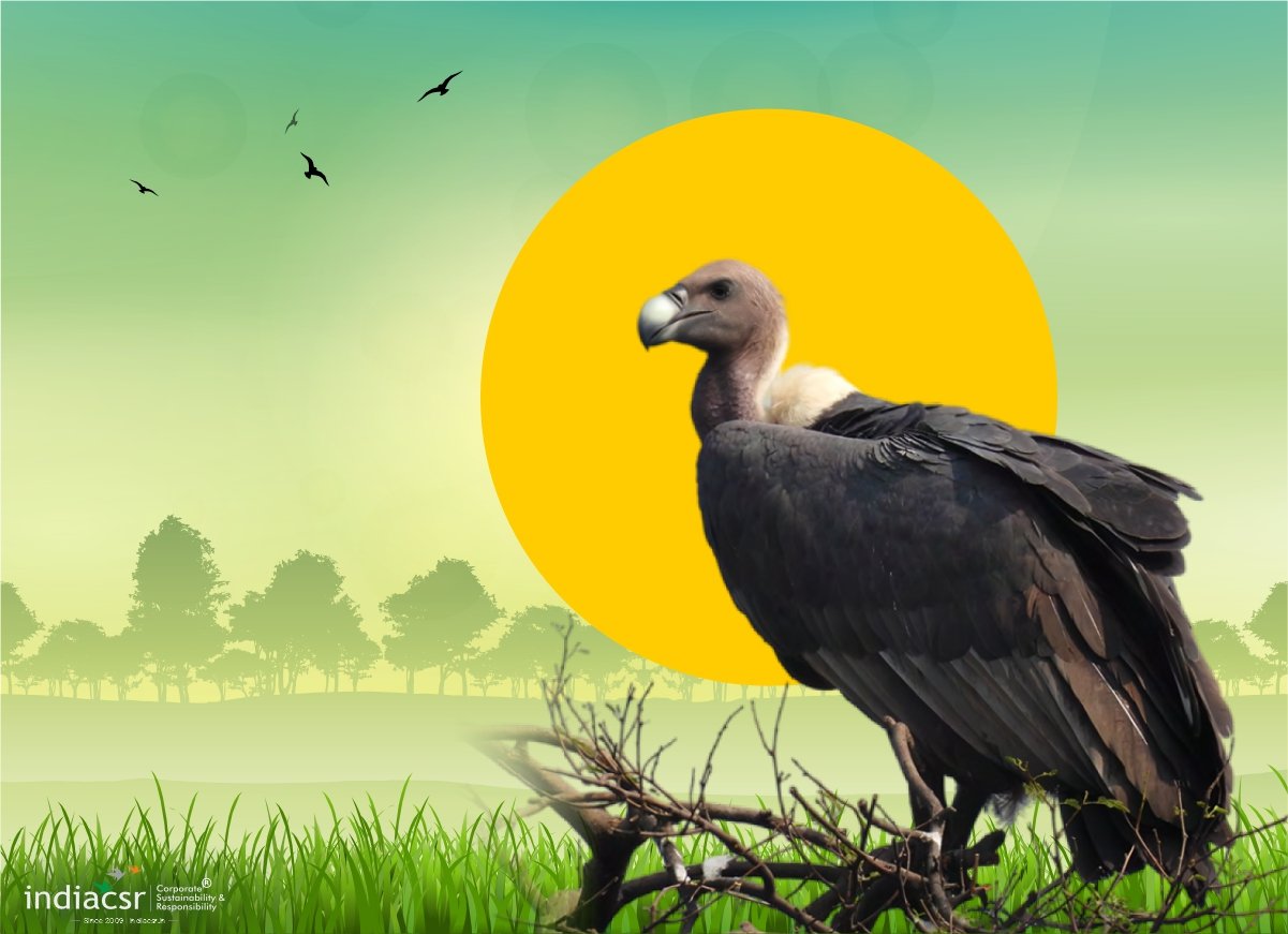 CSR: Khambhat Vulture Conservation Project: Origin, Purpose, Pillars ...