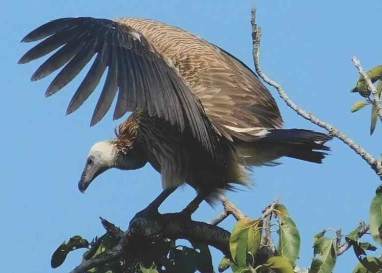 Cipla CSR Spending Report of Rs 85 Crore for FY25 I India CSR