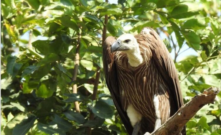 Alarming Decline: Vultures Vanish From 72% Of Traditional Indian Nesting Grounds, Warns Landmark ...