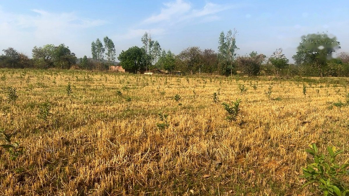 CSR: Mobavenue AI Plants 15,000 Trees for Sustainability Drive I India CSR
